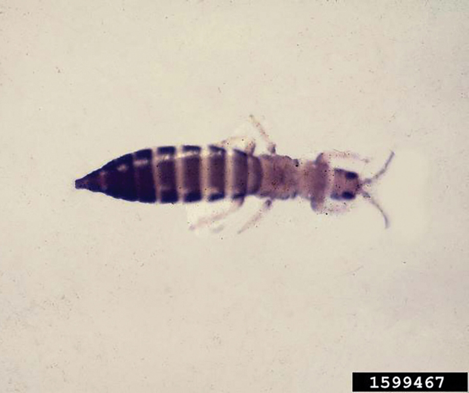 Thrips And TSWV - Peanut Grower