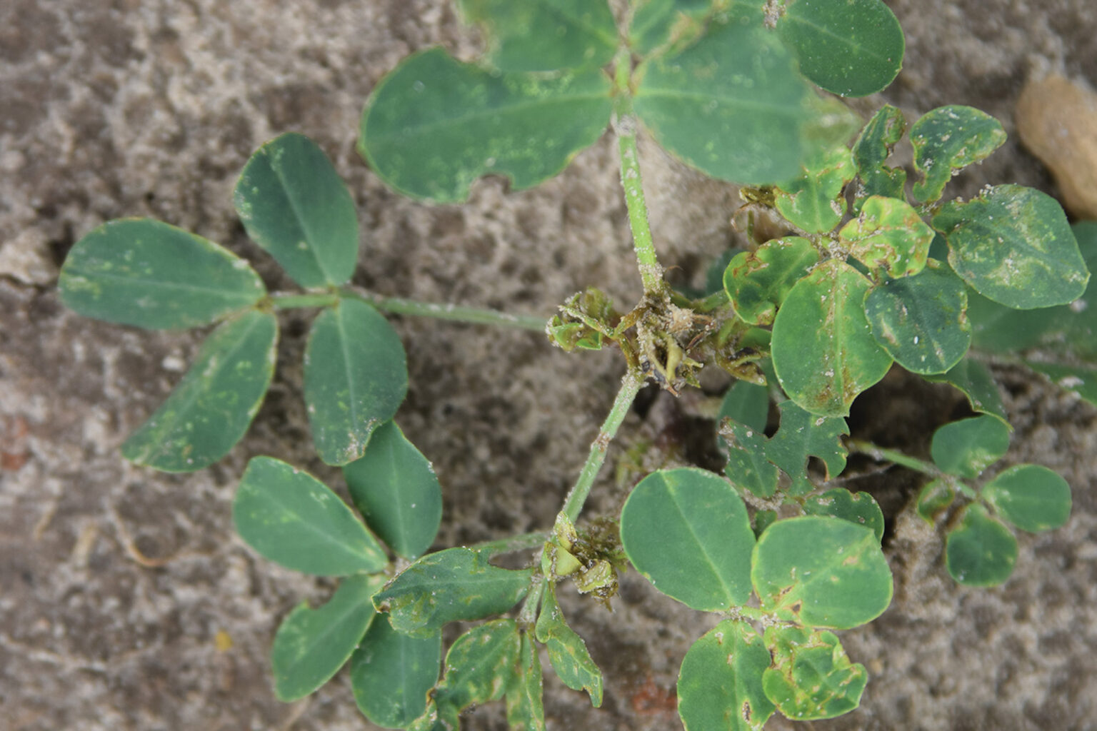 Thrips And TSWV - Peanut Grower
