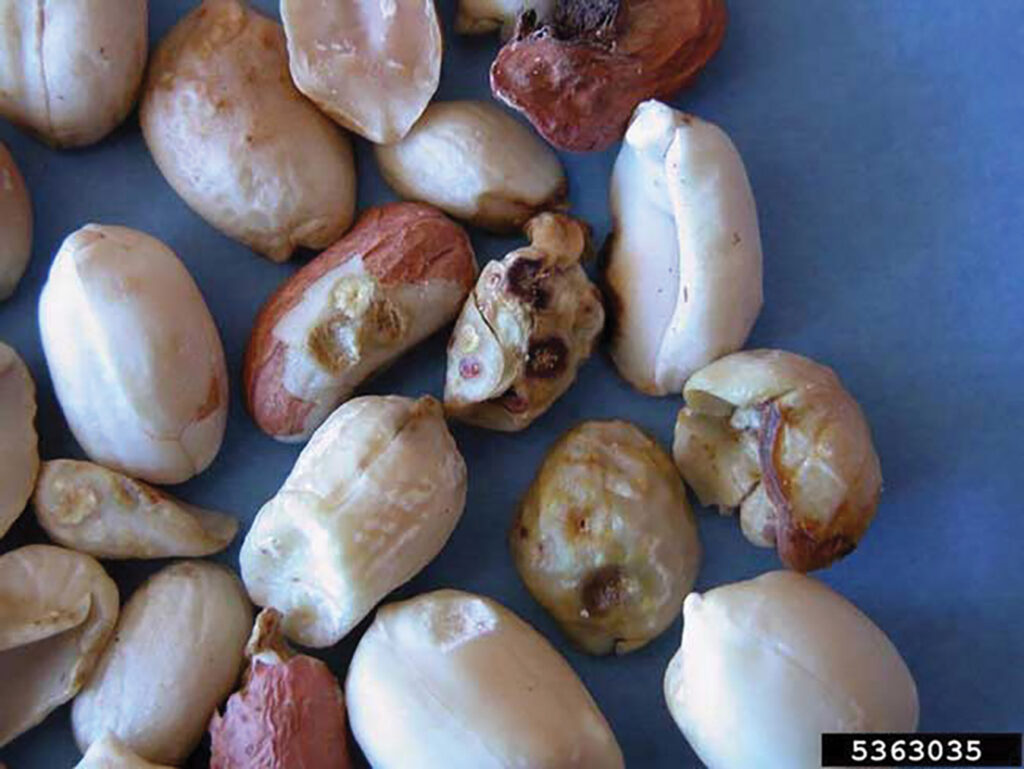 Pests On The Move - Peanut Grower