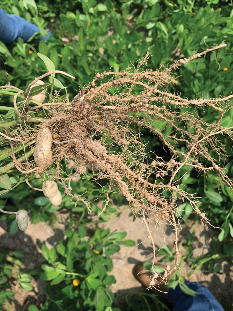 New Vault Liquid Inoculant With Biofungicide - Peanut Grower